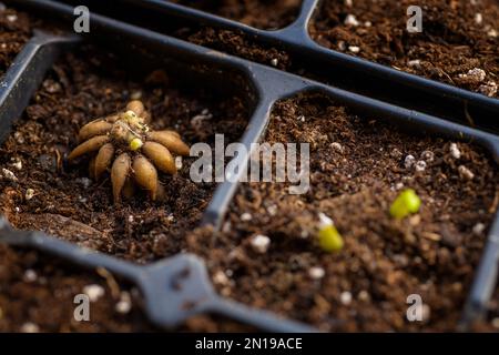 Ranunculus asiaticus or persian buttercup. Sprouting ranunculus corms ...