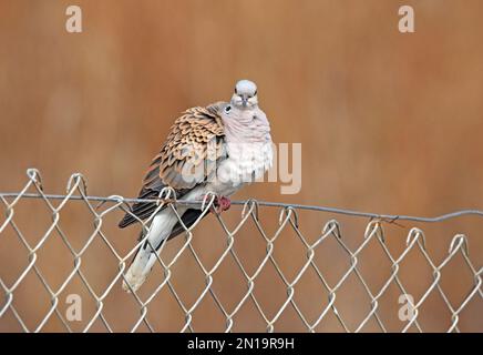 Oriental Turtle Dove puff its feathers Stock Photo - Alamy
