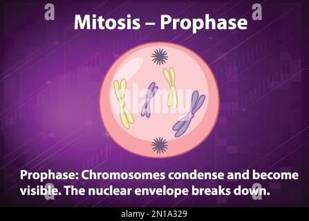Process of mitosis prophase with explanations illustration Stock Vector ...