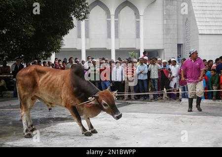 Muslims wait to watch a cow be slaughtered for sacrifice during the ...
