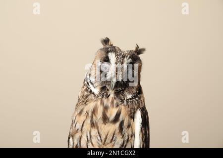 Beautiful eagle owl on beige background, closeup. Predatory bird Stock ...