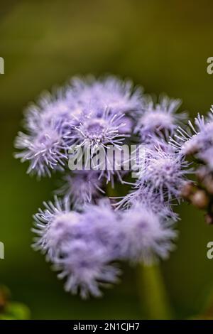 Horizontal macro of a bright blue Veronica flower spike with yellow ...