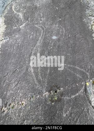 Prehistoric rock carvings, petroglyphs, at Leiknes, showing scenes from ...