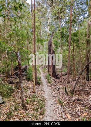 Narooma MTB Trails in Australia Stock Photo - Alamy