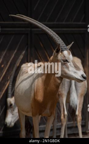 common Gemsbok, Oryx gazelle in Kalahari desert, Kgalagadi transfontier ...