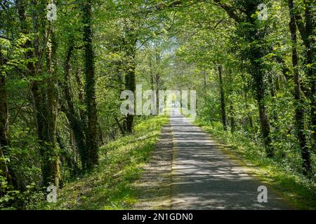 Long road, Roger Lapébie cycle route, bike path, Carignan-de-Bordeaux ...