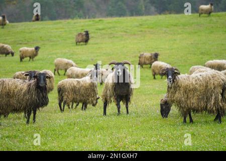 Latxa sheep herd, domestic sheep native to the Basque Country in a ...