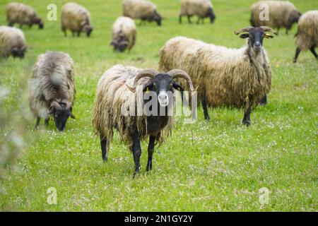 Latxa sheep herd, domestic sheep native to the Basque Country in a ...