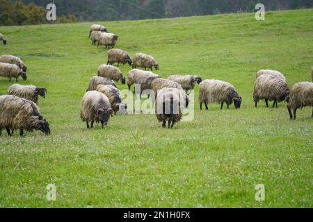 Latxa sheep herd, domestic sheep native to the Basque Country in a ...
