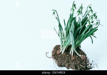 Snowdrops with roots in a chunk of soil on white background Stock Photo ...