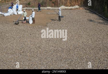 INDIA, Karnataka, Mudbidri, Betel nut or areca nut plantation, drying ...