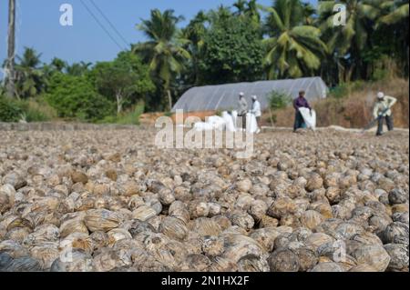 INDIA, Karnataka, Mudbidri, Betel nut or areca nut plantation, drying ...