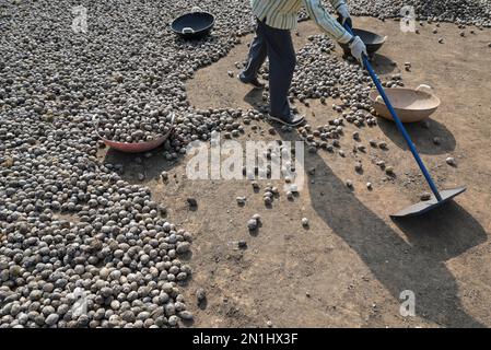 INDIA, Karnataka, Mudbidri, Betel nut or areca nut plantation, drying ...