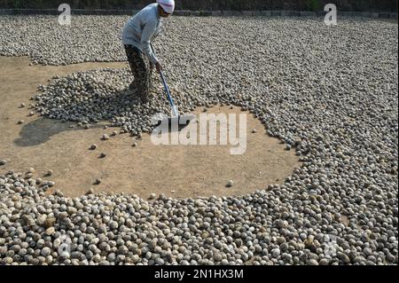 INDIA, Karnataka, Mudbidri, Betel nut or areca nut plantation, drying ...
