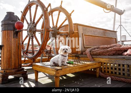 Dog as a captain on a sail ship wooden deck Stock Photo - Alamy