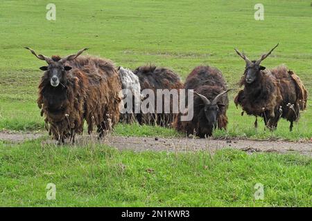 Racka sheep, small group of ancient and endangered breed Hungary May ...