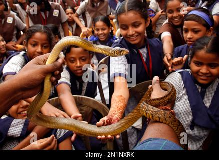 Snakes during the worship of 'Naag' on the occasion of 'Naag Panchami ...