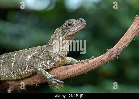 Hydrosaurus on tree trunk Stock Photo - Alamy