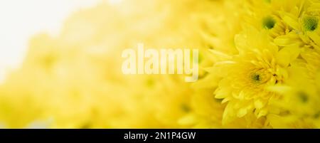 Closeup of yellow Mums flower using as background natural flora ...