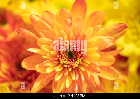 Closeup of yellow Mums flower using as background natural flora ...