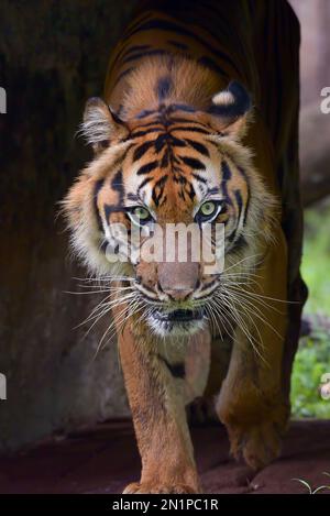 curious wild male bengal tiger panthera tigris cub out grassland eye ...