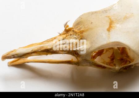 Dorsal view of bird skull. Bird anatomy. Bird skeletal system Stock ...