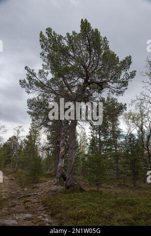 Øvre Dividal National Park in Dividalen in Målselv municipality in ...