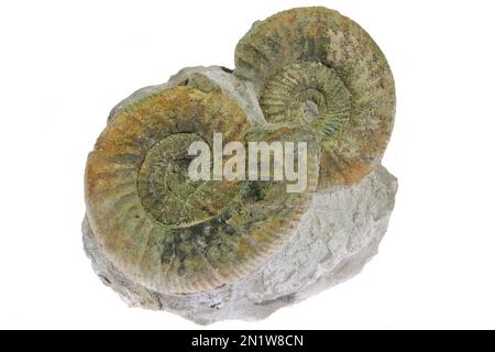 ammonites (Orthosphinctes sp) from Endress quarry, Grünberg, Germany ...