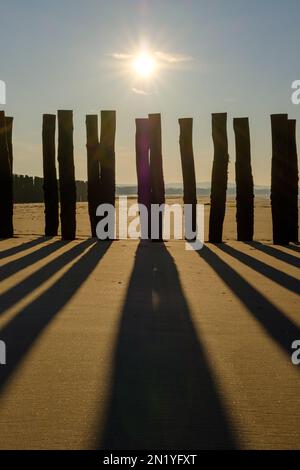 Wooden poles for the culture of the mussels of bouchot on the beach of ...