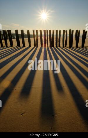mussel cultivation - mussels at wooden poles Stock Photo - Alamy