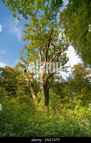 The Knightwood Oak Knightwood Inclosure New Forest National Park ...