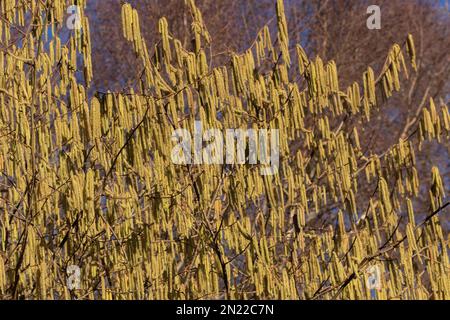 Hazel catkins in full abundance in winter. Male and female catkins are ...