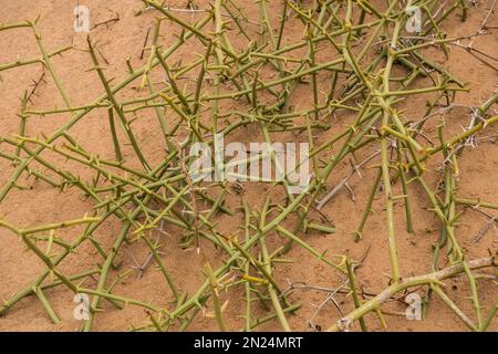 Nara plant, Acanthosicyos horridus, Cucurbitaceae,, Sossuvlei region ...