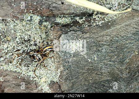Male katipo spider (Latrodectus atritus Stock Photo - Alamy