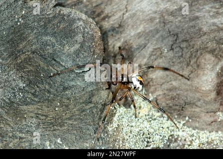 Male katipo spider (Latrodectus atritus Stock Photo - Alamy