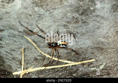 Male katipo spider (Latrodectus atritus Stock Photo - Alamy