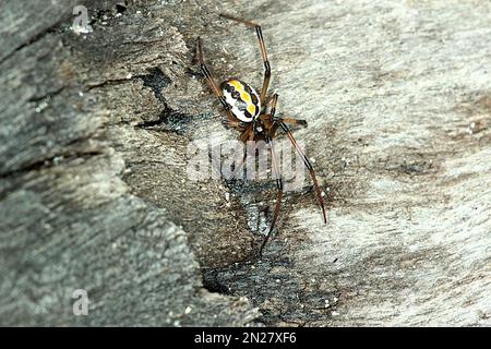 Male katipo spider (Latrodectus atritus Stock Photo - Alamy