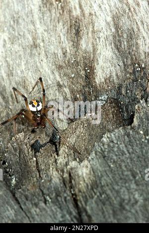 Male katipo spider (Latrodectus atritus Stock Photo - Alamy