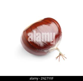 Fresh sweet edible chestnut isolated on white Stock Photo - Alamy