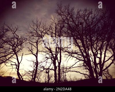 Trees silhouettes in winter, scary Stock Photo - Alamy