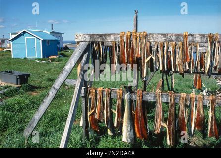 Dried fish suspended in a rack for air drying, Nova Scotia, Canada ...