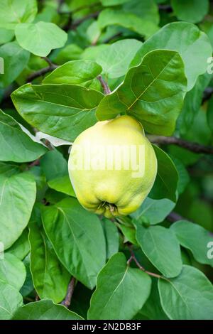 Quince (Cydonia oblonga) (Cydonia vulgaris), Unripe, Baden-Wuerttemberg ...