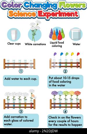 Color changing flowers science experiment illustration Stock Vector ...