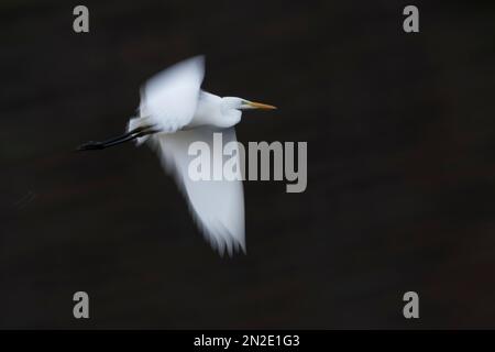 Flying egret (Ardea alba), motion blur, Hesse, Germany Stock Photo - Alamy