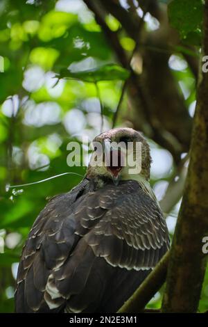 Harpy eagle (Harpia harpyja), Flying Stock Photo - Alamy