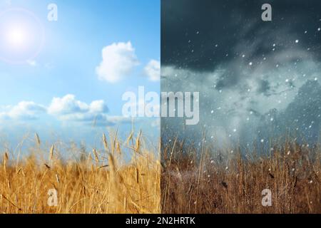 Wheat field during sunny and stormy weather, collage Stock Photo - Alamy
