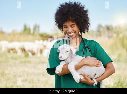 Sheep farm medical checkup Stock Photo - Alamy