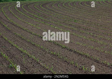 field with corn in spring. Parposts of plants began to grow in a ...