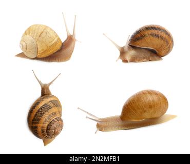 Collection of common garden snails on white background Stock Photo - Alamy