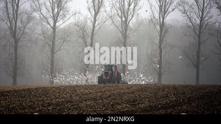'Iron Harvest', World War One high explosive shell, unexploded, Somme ...